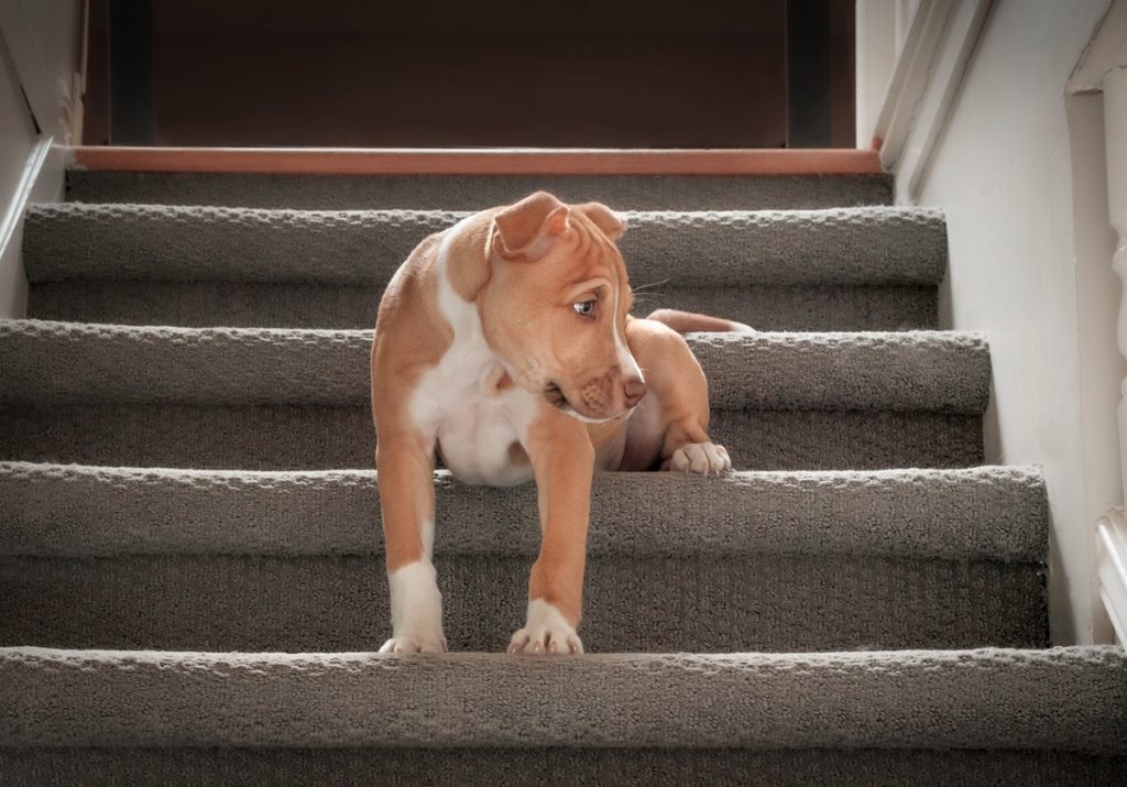 ニュース - Dog Magazine