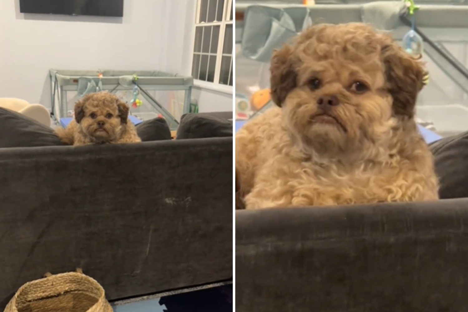 「ほとんどの人間の」犬に取りつかれたインターネット